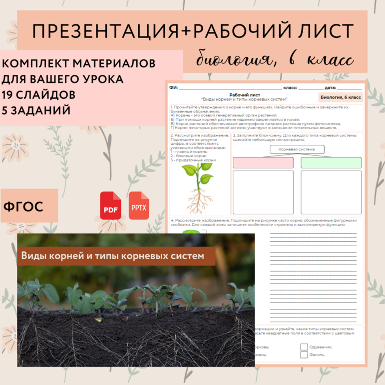 Урок по биологии Виды корней и типы корневых систем 6 класс