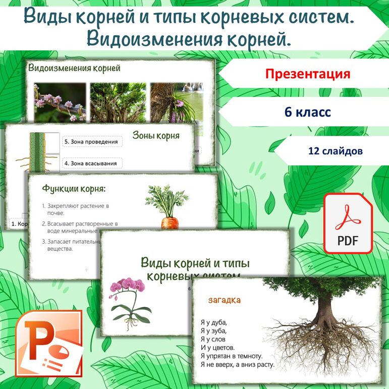 Презентация «Виды корней и типы корневых систем Видоизменения корней
