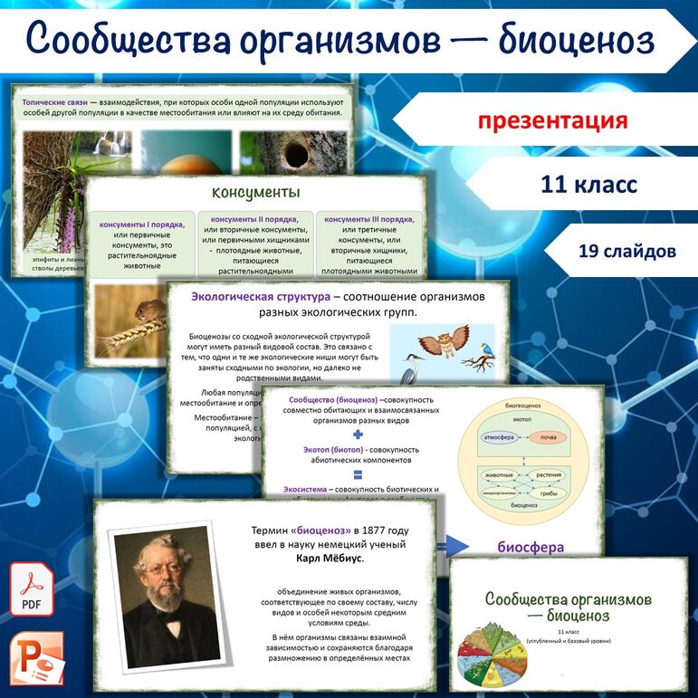 Презентация «Сообщества организмов — биоценоз», 11 класс (базовый и ...