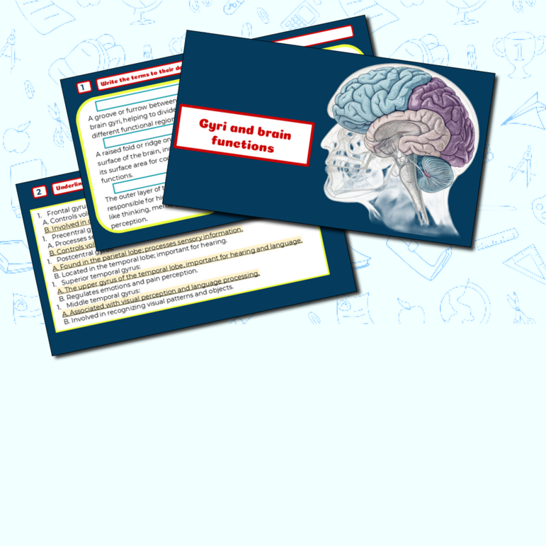 Презентация по теме «Gyri and brain functions. Извилины и функции ...