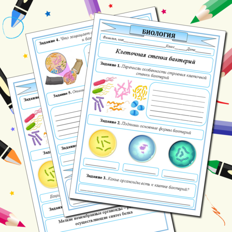 ТОПОГРАФИЧЕСКАЯ АНАТОМИЯ ПЕРЕДНЕЙ БРЮШНОЙ СТЕНКИ