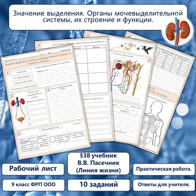 Рабочий лист «Значение выделения. Органы мочевыделительной системы, их ...