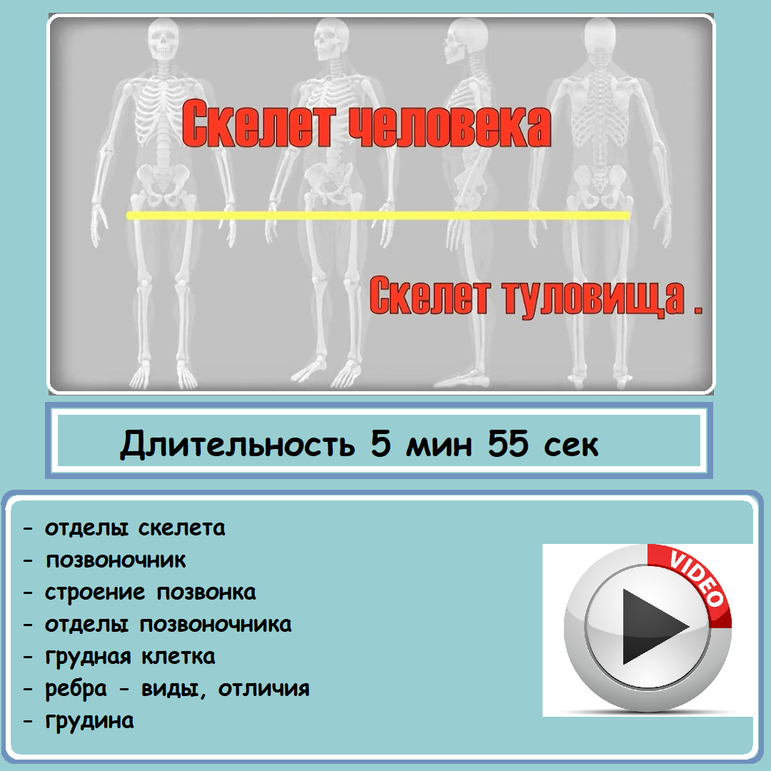 Видеоурок «Скелет человека. Туловище»